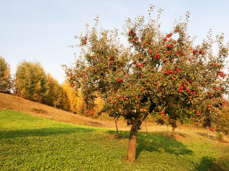 Protecting Trees from Deer with Cages and Shelters - Countryside
